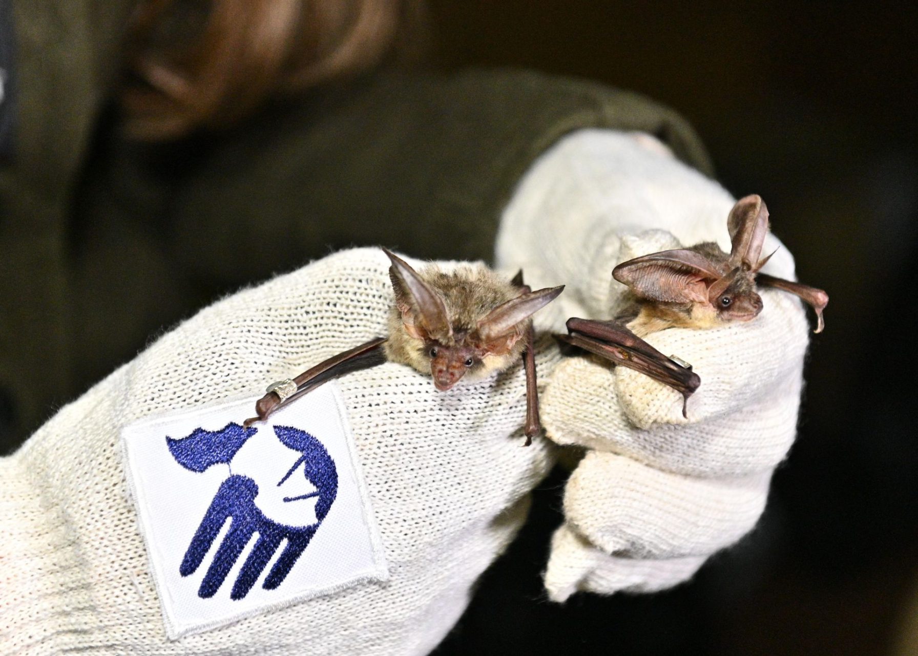 About Center - Ukrainian Bat Rehabilitation Center