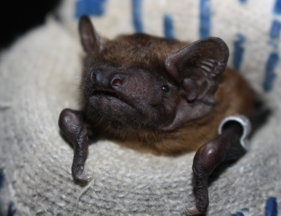 The results of the Bat rehabilitation centre during 2016 year ...