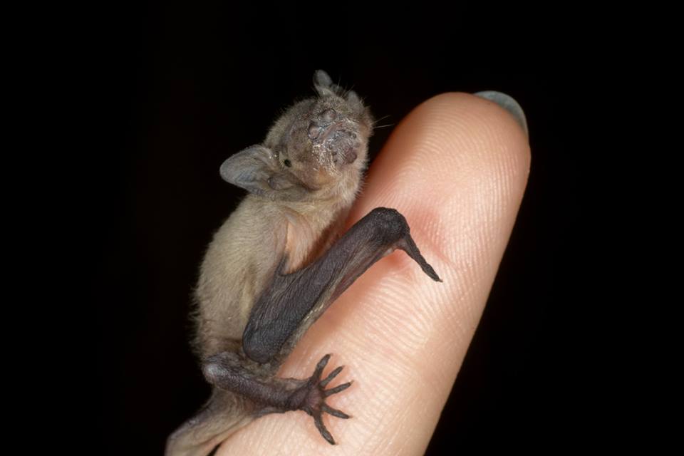 Great news! Baby-boom is now in Bat Rehab Center - Ukrainian Bat ...