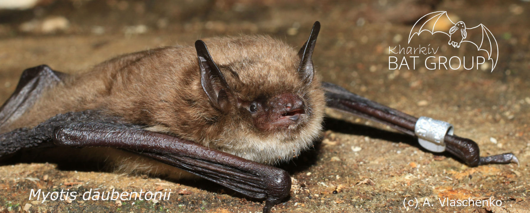 Ukrainian Bat Rehabilitation Center