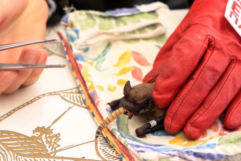 Our achievements for 2019! - Ukrainian Bat Rehabilitation Center