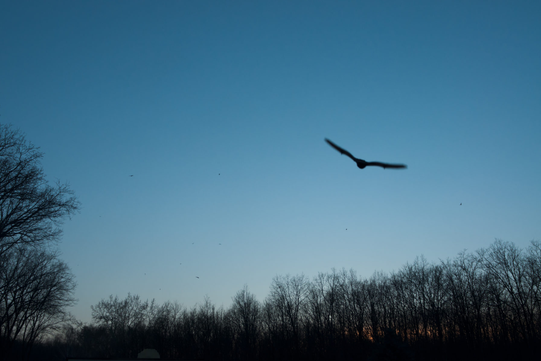 Bat Release Fest in Kharkiv, Ukraine - Ukrainian Bat Rehabilitation Center