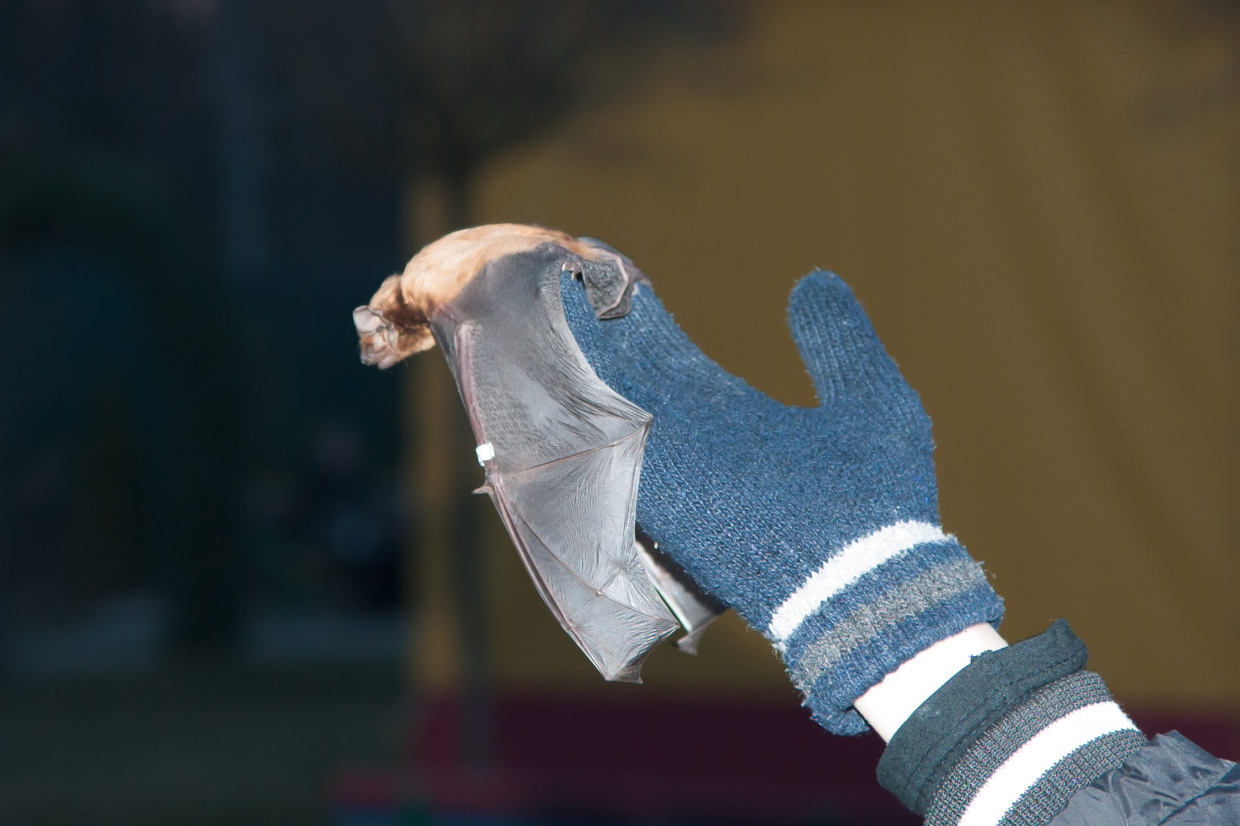 Bat Release Fest in Kharkiv, Ukraine - Ukrainian Bat Rehabilitation Center