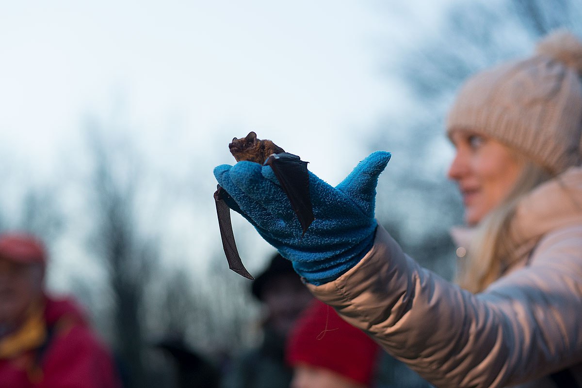 Bat Release Fest in Kharkiv, Ukraine - Ukrainian Bat Rehabilitation Center