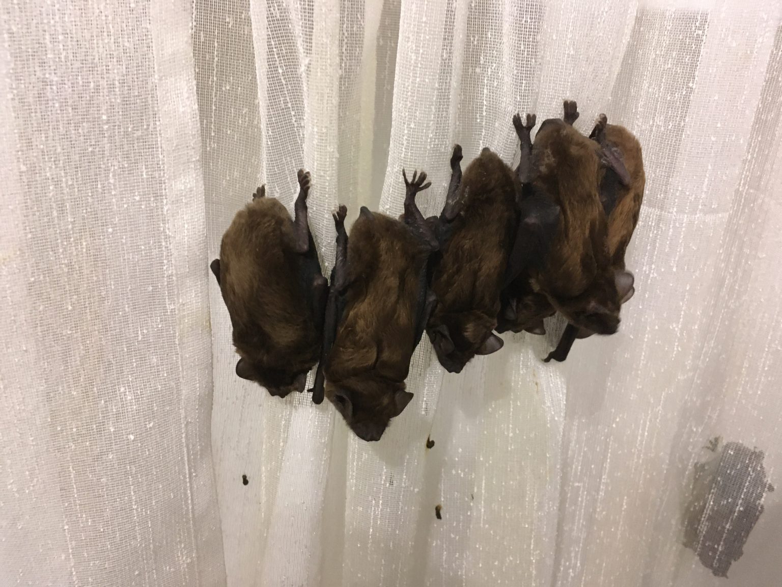 100 bats got stuck at office in Kharkiv, Ukraine - Ukrainian Bat ...