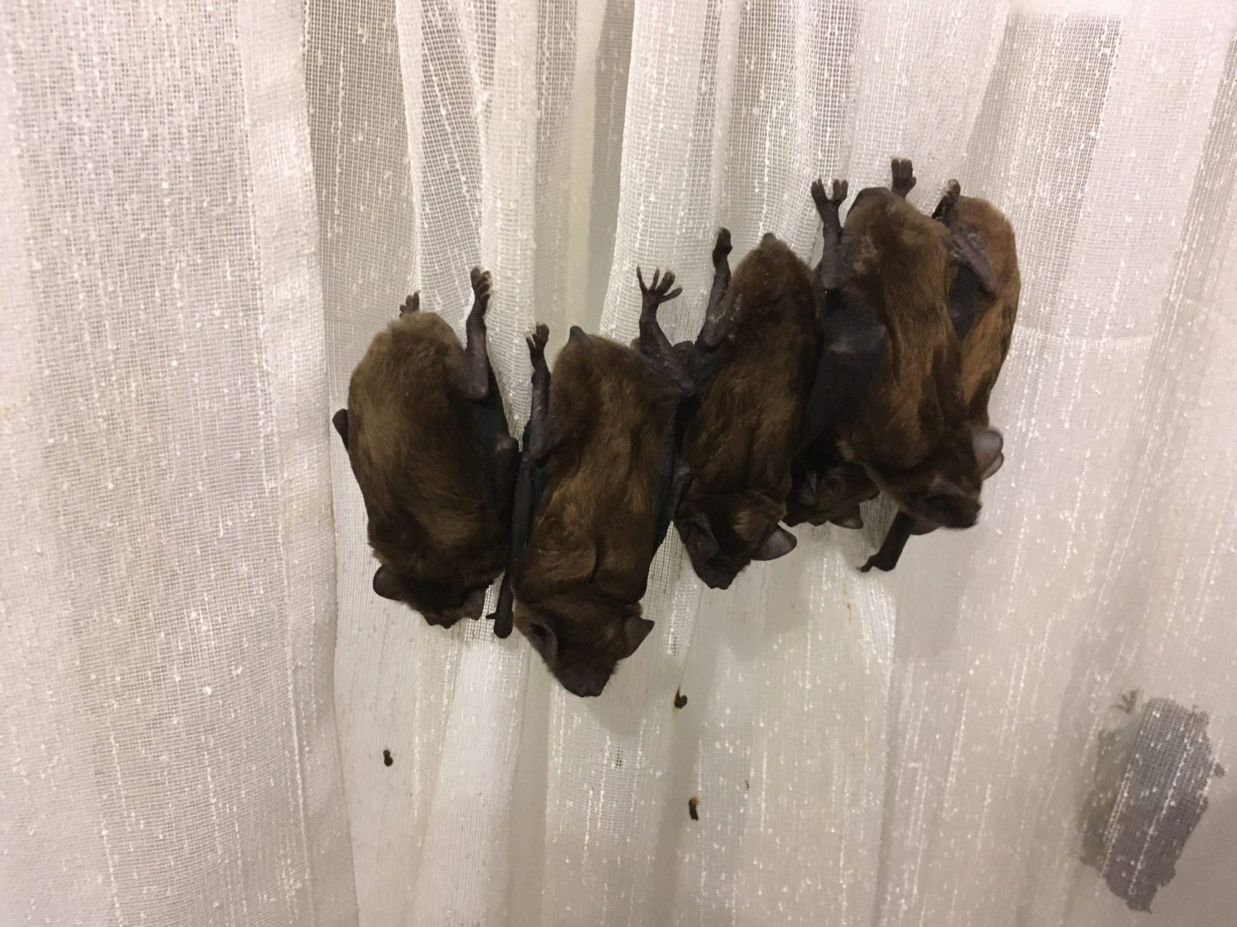 100 bats got stuck at office in Kharkiv, Ukraine - Ukrainian Bat ...