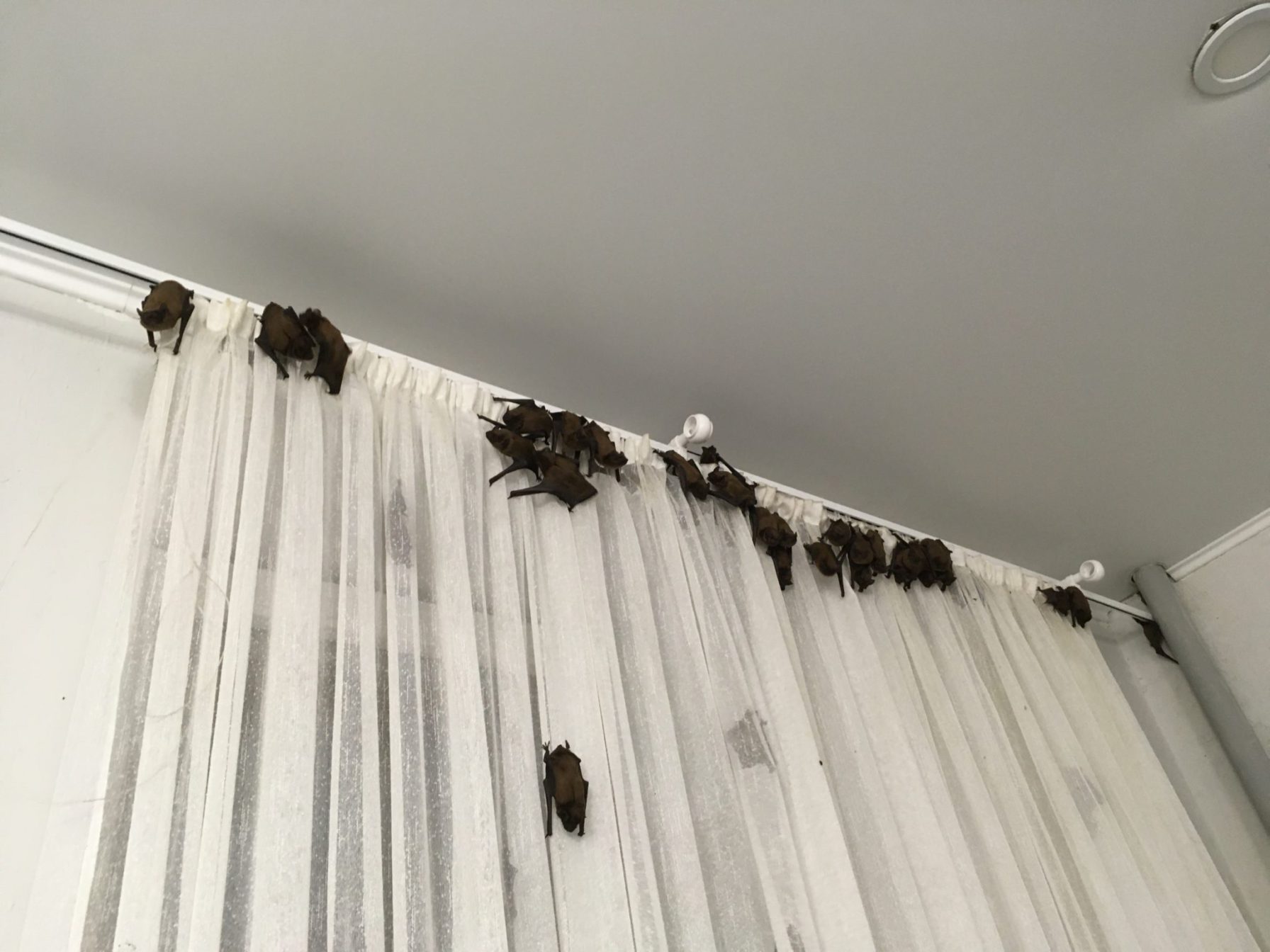100 bats got stuck at office in Kharkiv, Ukraine - Ukrainian Bat ...