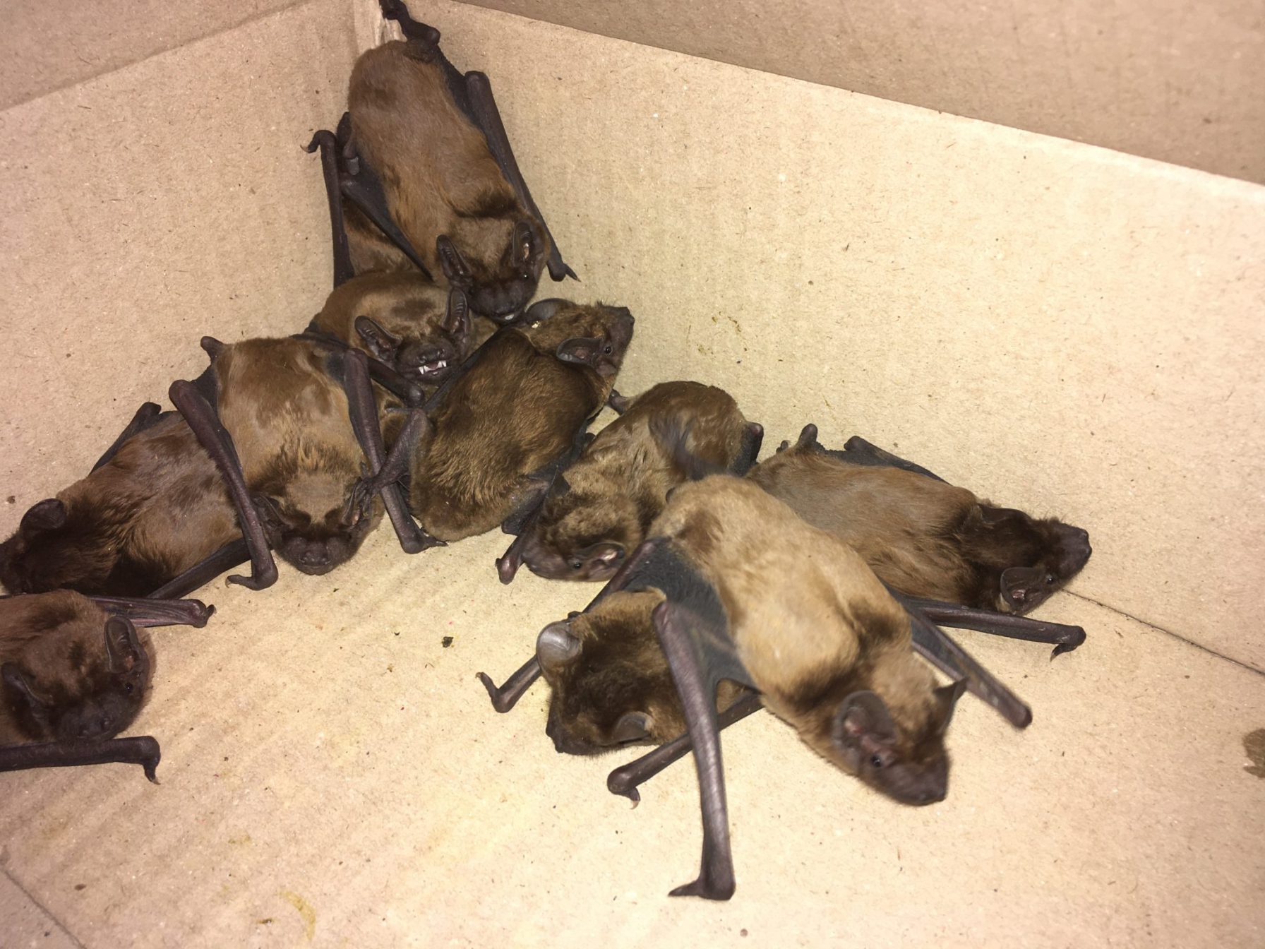 100 bats got stuck at office in Kharkiv, Ukraine - Ukrainian Bat ...