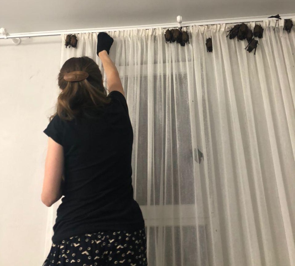 100 bats got stuck at office in Kharkiv, Ukraine - Ukrainian Bat ...