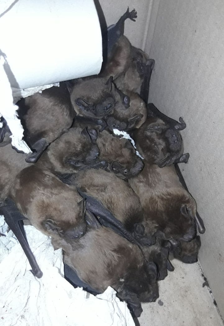 Bats - not rubbish! - Ukrainian Bat Rehabilitation Center