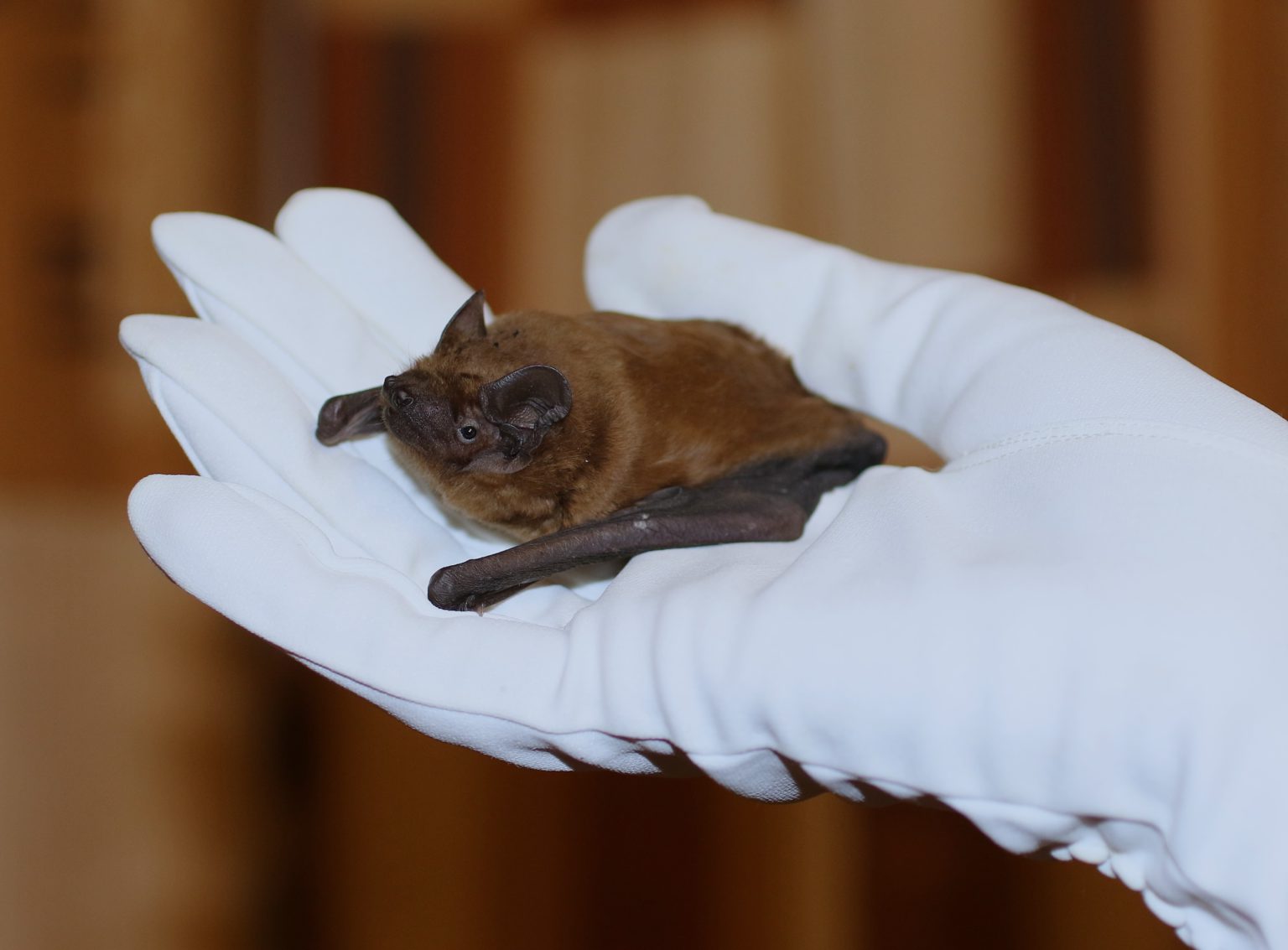 Ukrainian Bat Rehabilitation Center