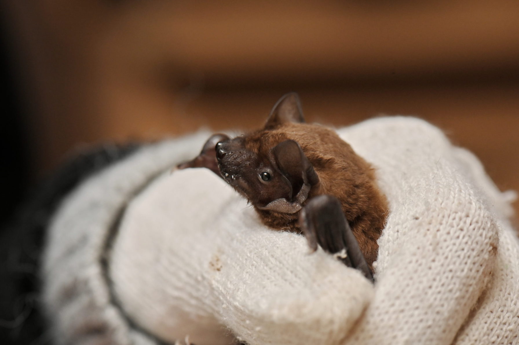 3000 bats are already rescued this winter! - Ukrainian Bat ...