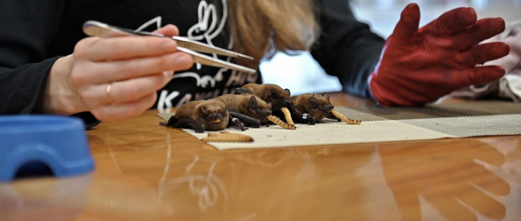 Ukrainian Bat Rehabilitation Center